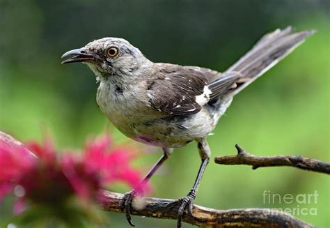 Juvenile Northern Mockingbird Stopping By Photograph By Cindy Treger