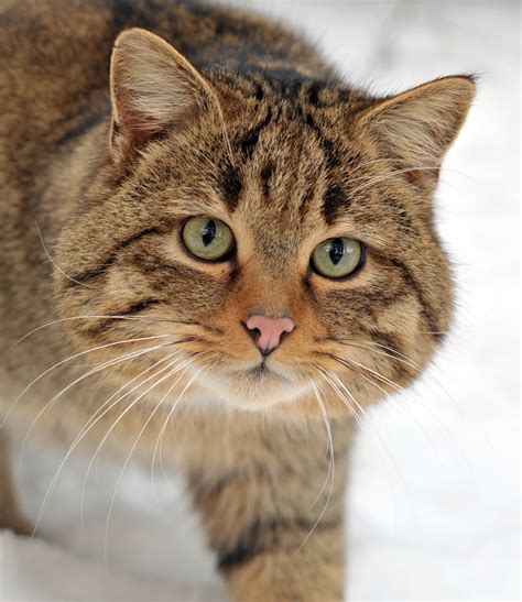 File:Felis silvestris silvestris.jpg - Wikimedia Commons