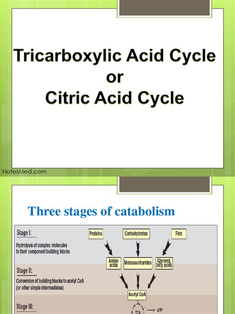 Tca Cycle Pdf Citric Acid Cycle Chemistry