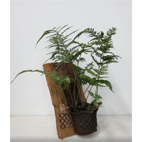 花囍園 蕨類植物兔腳蕨 造型 生性強健 常綠草本附生蕨類 6吋 蝦皮購物