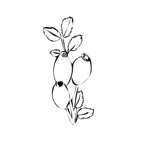 Carezza Oltre Il Bio Cè Il Selvatico Prodotti Dal Bosco Wildflower