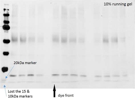 Sds Page Loading Buffer X Recipe Deporecipe Co