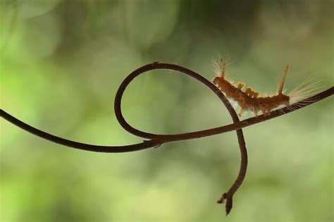 Premium Photo Close Up Of Hairy Caterpillar