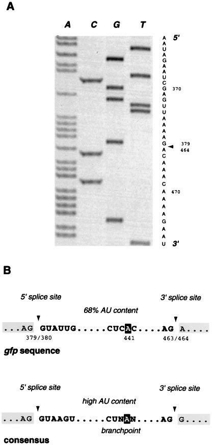 Sequence Analysis Of Cloned Gfp Mrnas A Autoradiograph And Sequence