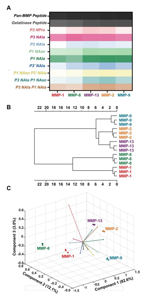 Multivariate Data Analysis Of Peptomer Degradation Patterns A Heat Download Scientific