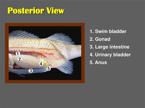 Ppt Perch Dissection Powerpoint Presentation Free Download Id 269356