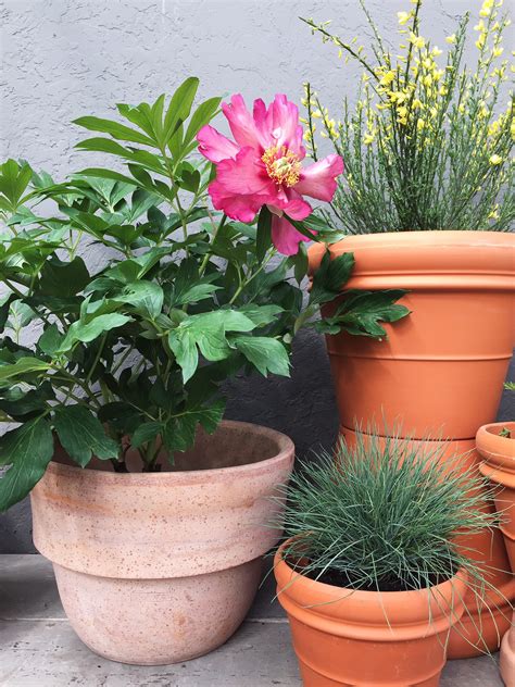 Make A Container Garden