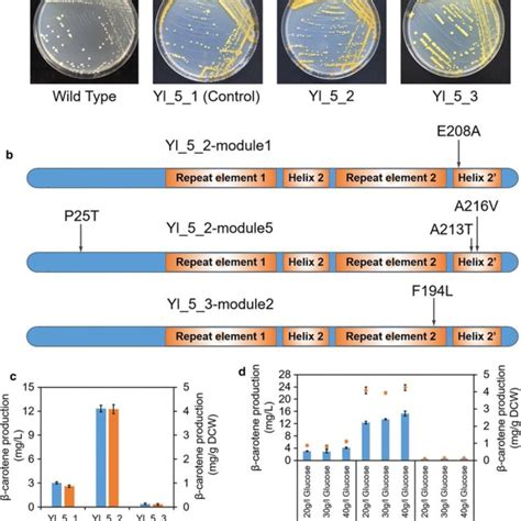 Differential Genotypes And Phenotypes Between Selected Strains A