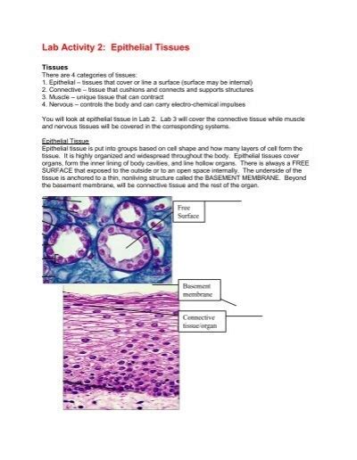 Lab Activity Epithelial Tissues