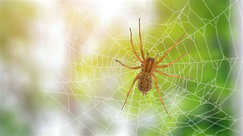 Brown Recluse Spider Vs Hobo Spider What Are Differencts