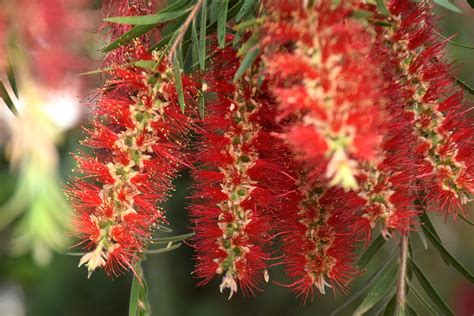 Bottlebrushes Callistemon Red Free Photo On Pixabay