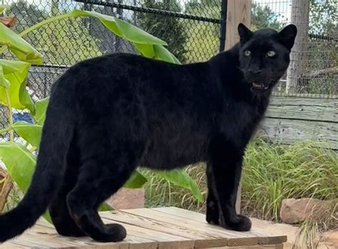 Melanistic Leopard Cat