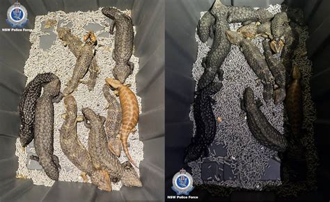 Four Charged For Attempted Export Of Australian Native Reptiles Illawarra Mercury Wollongong