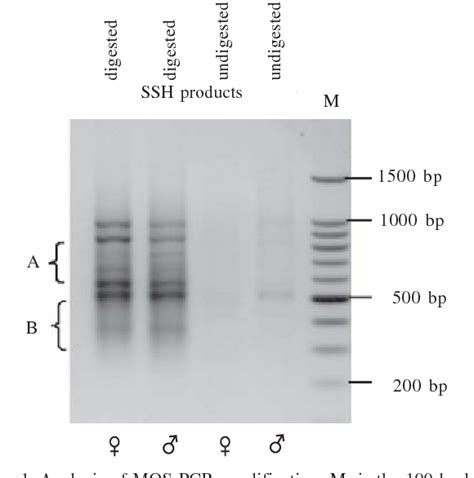 Figure 1 From Chloroplast Dna Copy Number May Link To Sex Determination