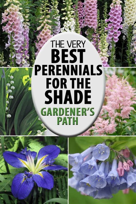 Flowering Shade Perennial Plants Perennials For Half Shade