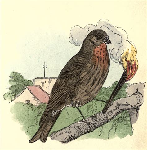 Nemfrog Nemfrog A Linnet With A Torch A Treasury Of