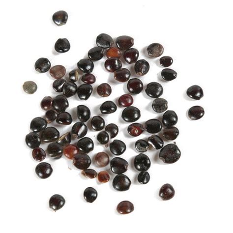 枳椇子【1kg袋】李良济