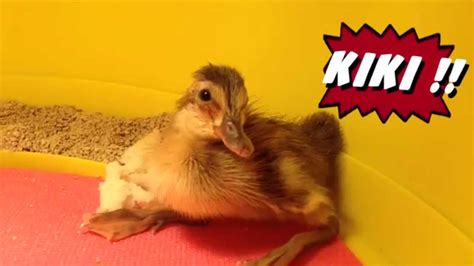 Kiki Is Born Youtube