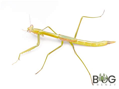 Striped Grass Mantis Archimantis Sobrina Captive Bred Juveniles Bug