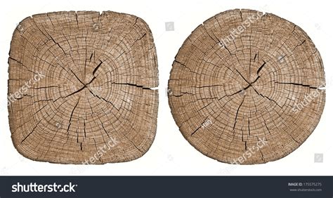 Cross Section Tree Trunk Showing Growth Stock Photo Shutterstock