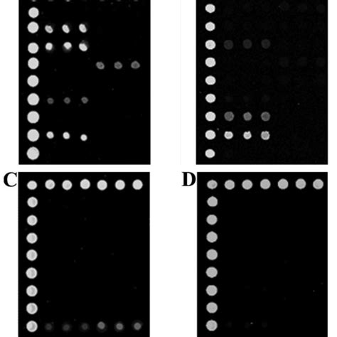 Examples Of Microarray Detection A Klebsiella Pneumoniae 16s Download Scientific Diagram