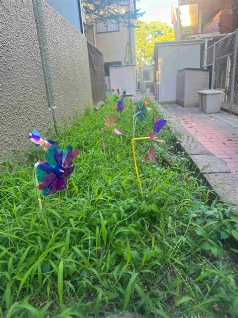 暑い日が続きます｜ベル青谷（兵庫県の母子生活支援施設） チャボナビ