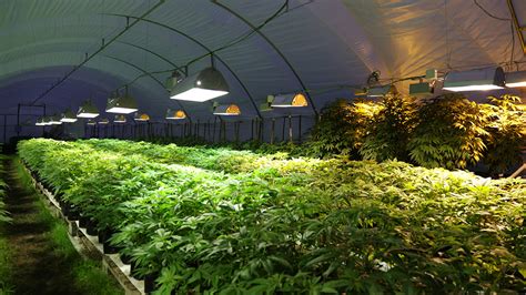 Cómo Son Los Invernaderos Donde Crece El Cannabis Que Uruguay Vende En