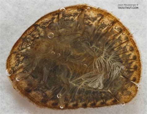 Psephenus Water Penny Beetle Larva Pictures