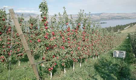 Robots At The Core Of This Years Apple Harvest In Washington State