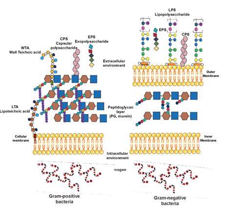 Microbial Glycoconjugate Structures Glycopedia