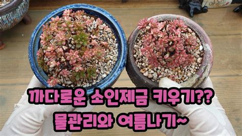 다육이 소인제금 키우기물주는방법 그리고 여름철 관리하는 팁多肉植物 Succulent Plant 다육식물 Youtube