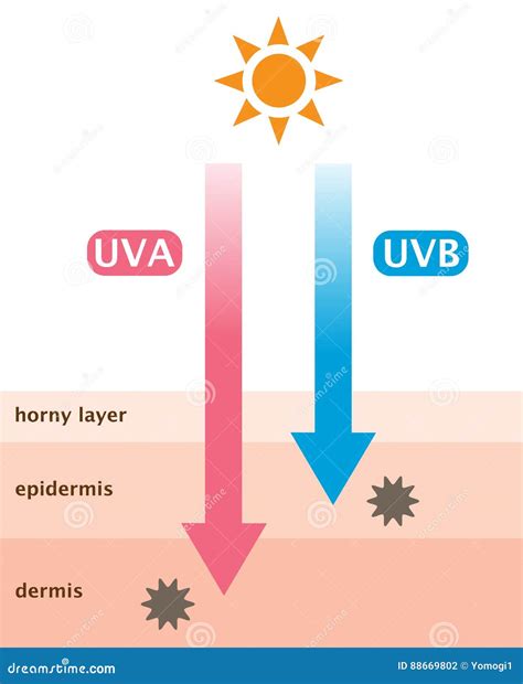 UVA And UVB Radiation Penetrate Into The Skin Stock Vector Illustration Of Suntan Superficial