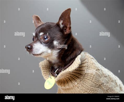 Small Tan Dogs
