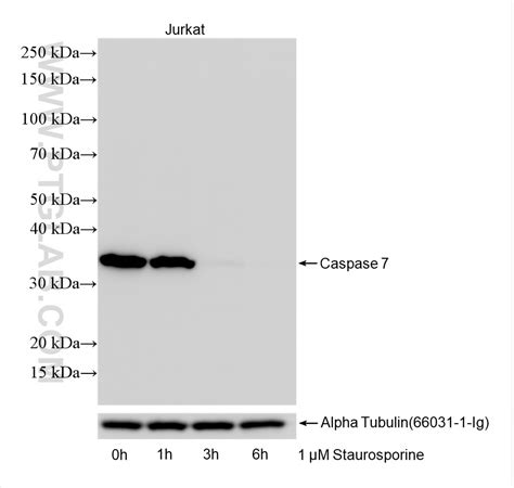 Caspase 7 Antibody 85323 1 Pbs Proteintech