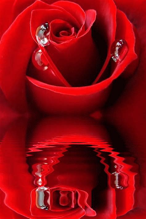Love Rose  Wallpaper Free Download At Martha Berman Blog