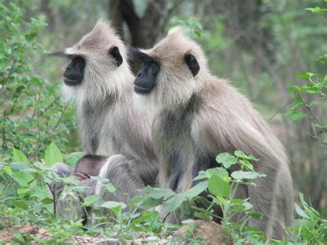 Gray Langurs Diet Habitat And Behavior