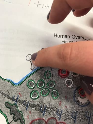 Anatomy Lab Flashcards Quizlet