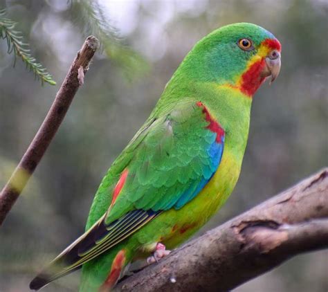 Swift Parrot Moonlit Sanctuary