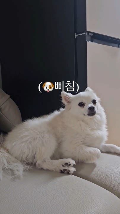 간식 안줘서 삐친 줄기 줄기로운생활 Youtube