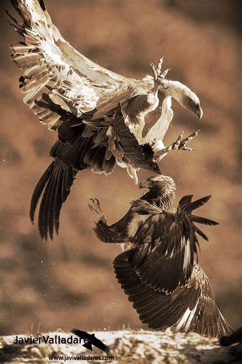 Dramatic Pictures Show A Fearless Robin Taking On A Cuckoo Artofit