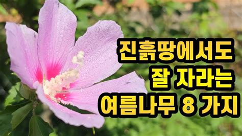 배수 잘 안되는 땅에서 잘 자라는 여름꽃나무 8가지 Youtube