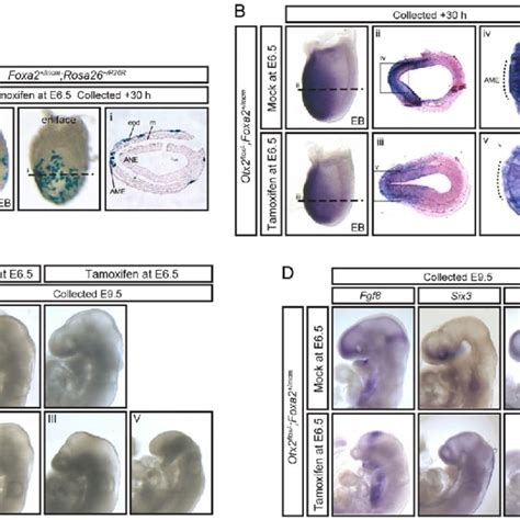The Anterior Ectoderm In E7 0 Mouse Embryo Has The Potential To Give Download Scientific