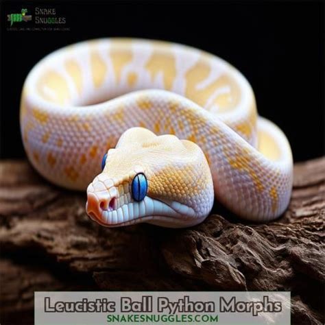 Leucistic Ball Python A Striking Reptile Guide To Albino Morphs And Care