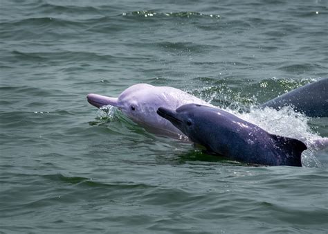 Pandas Of The Sea Chinese White Dolphins Spotted In South China Cgtn