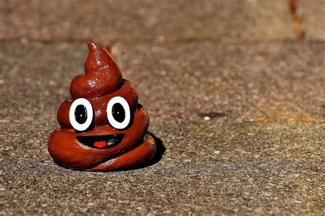 Plus De 40 Photos Gratuites De Excréments Et De Caca Pixabay