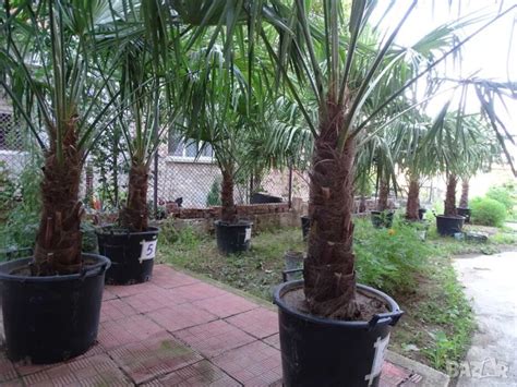 Студоустойчиви палми Трахикарпус в Градински цветя и растения в гр Асеновград Id41967997