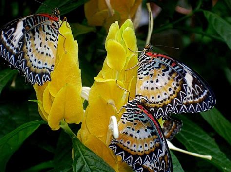 Colorful Butterflies On Yellow Flowers Tropical Rainforest