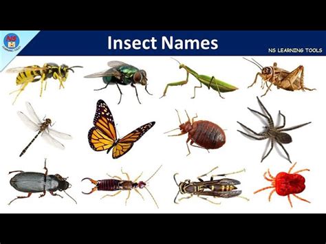 Insects Examples Good Bugs Gone Bad