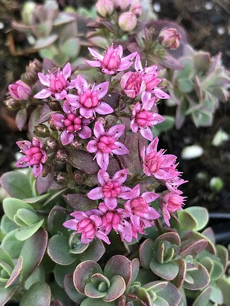 Sedum Sunsparkler Firecracker Emerisa Gardens