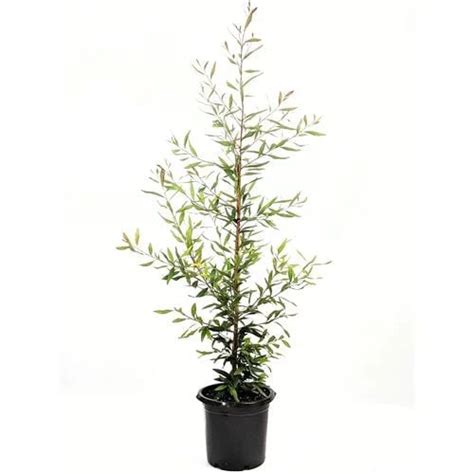 Willow Leaved Hakea Fragrant Native Shrub For Hedges And Screens Nursery Warehouse Nursery